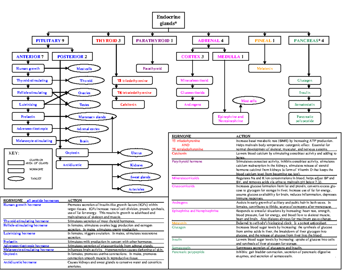 Endocrine System Hormone Flow Chart Study The Flow Chart Given Below