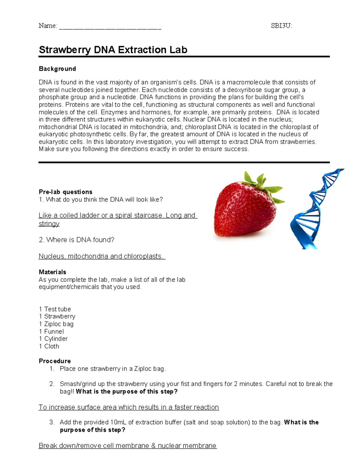 SBI3U: Strawberry DNA Extraction Lab Report and Analysis - Studocu