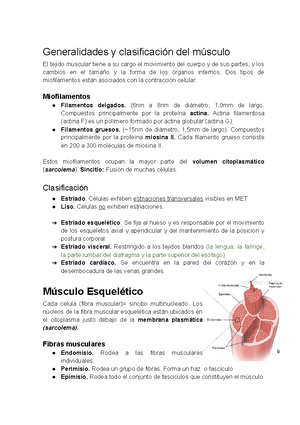 Oviducto y Trompas Uterinas - OVIDUCTO Y TROMPAS UTERINAS. El oviducto ...