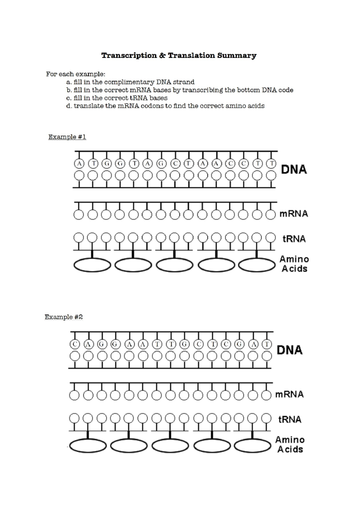 Transcription and Translation Exercise: DNA to Amino Acids Summary ...