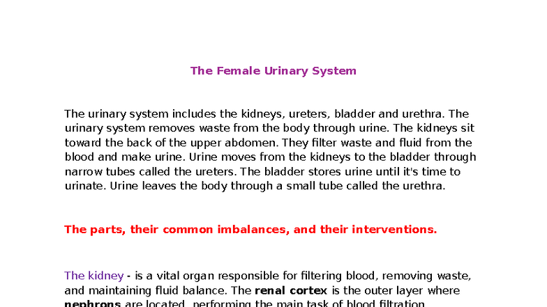 The Female Urinary System: Anatomy, Imbalances & Interventions - Studocu