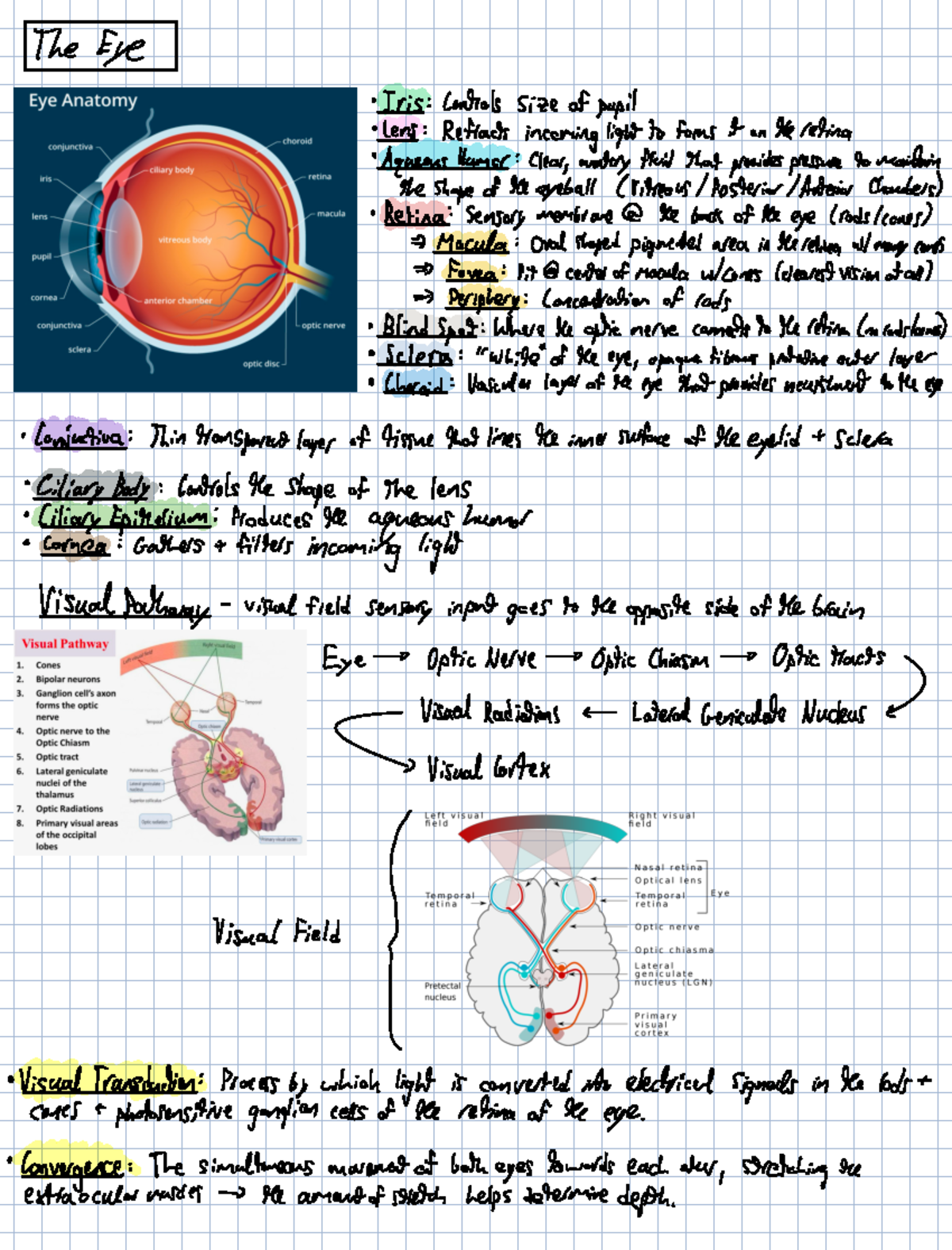 Senses - The Eye Iris Controls size ofpupil Lens Refracts ...
