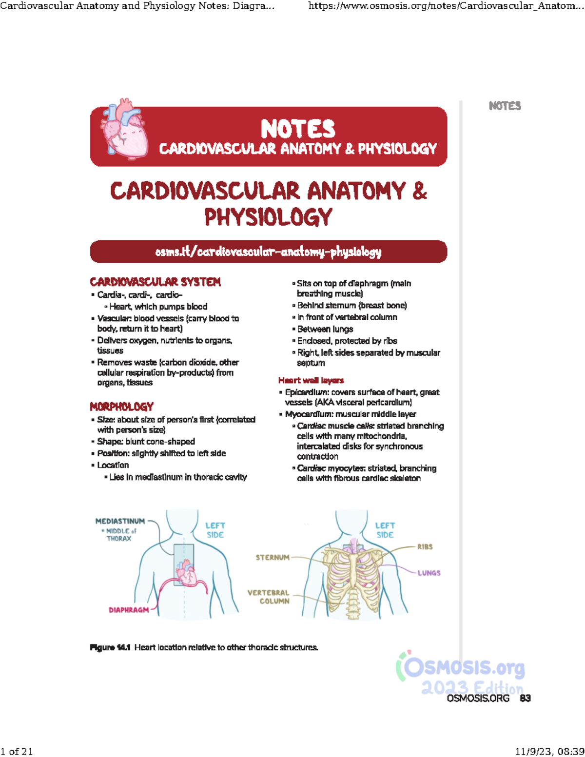 Cardiovascular Anatomy & Physiology Notes with Diagrams & Illustrations ...