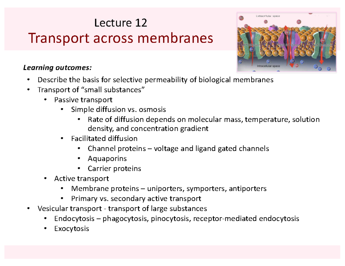 Transport Mechanisms Across Biological Membranes (BIOL 101 Lecture) - Studocu