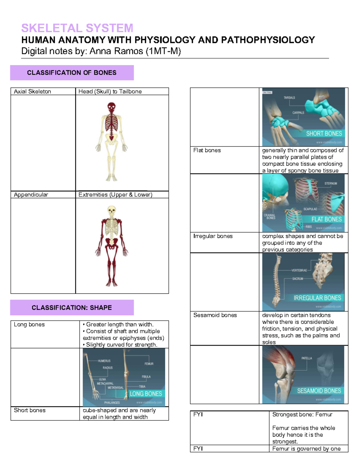 ANA PHY Skeletal System: Classification and Anatomy Notes - Studocu