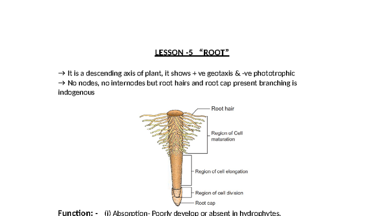 Chapter 5: Plant Structure and Function - Detailed Overview - Studocu