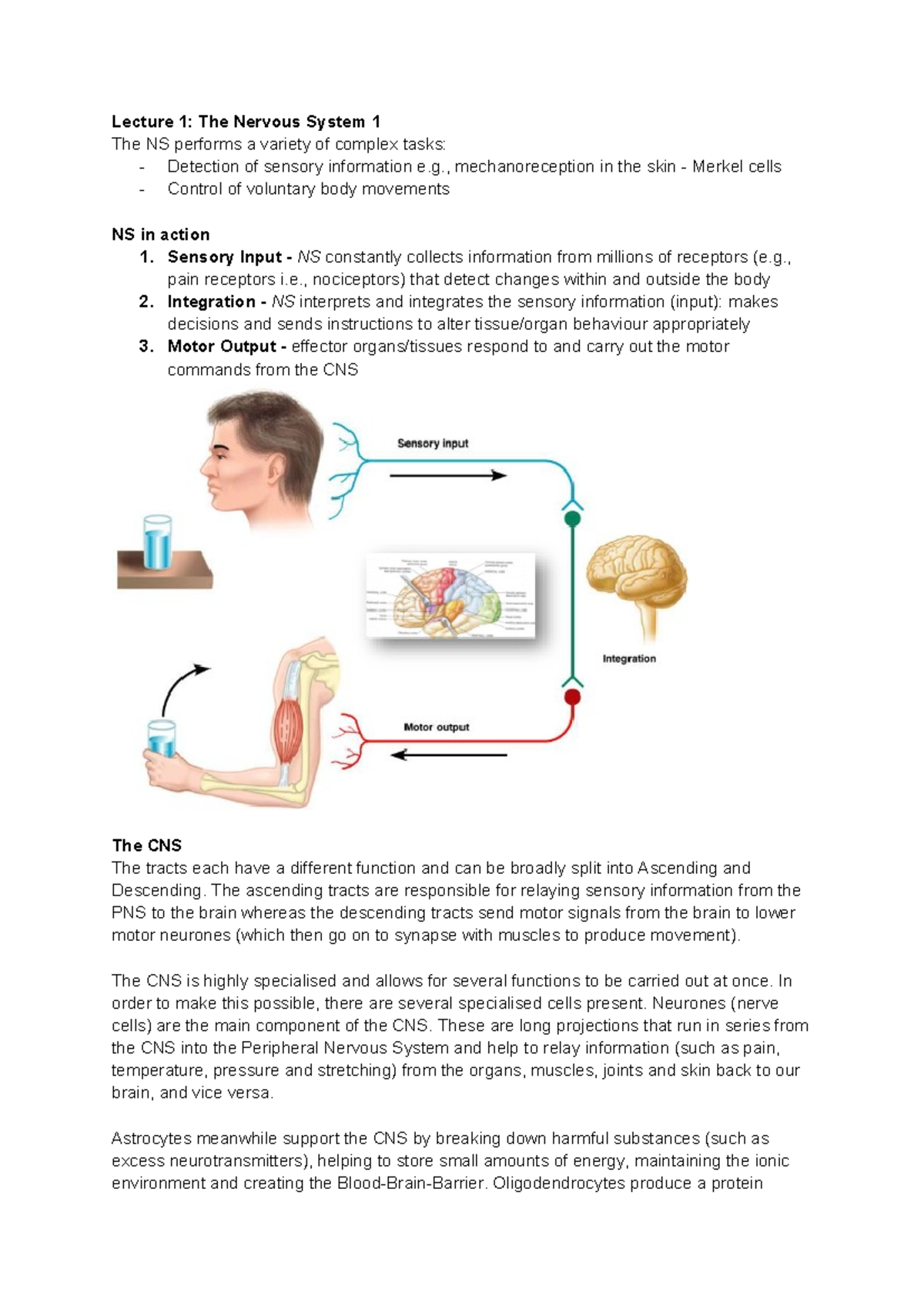 Lecture 1: The Nervous System Overview and Functions - Studocu