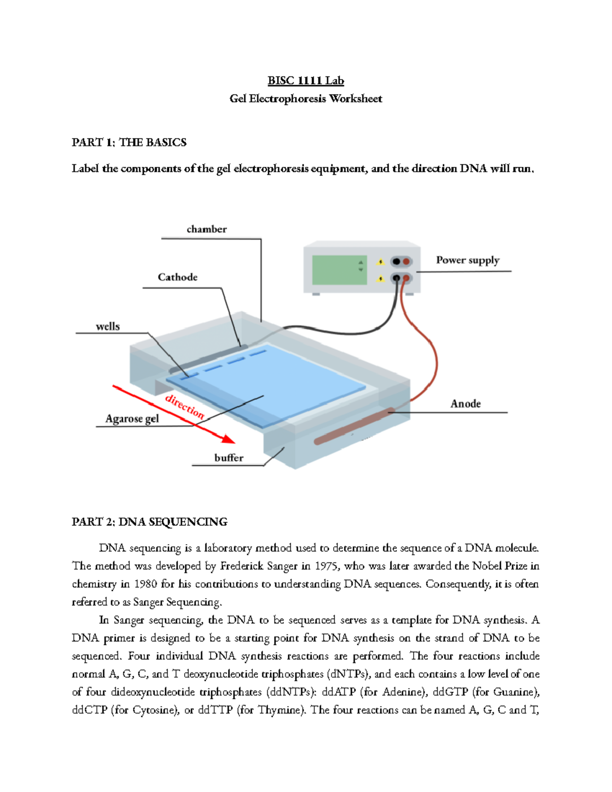 Gel electrophoresis - Professor Doebel - BISC 1111 Lab Gel ...