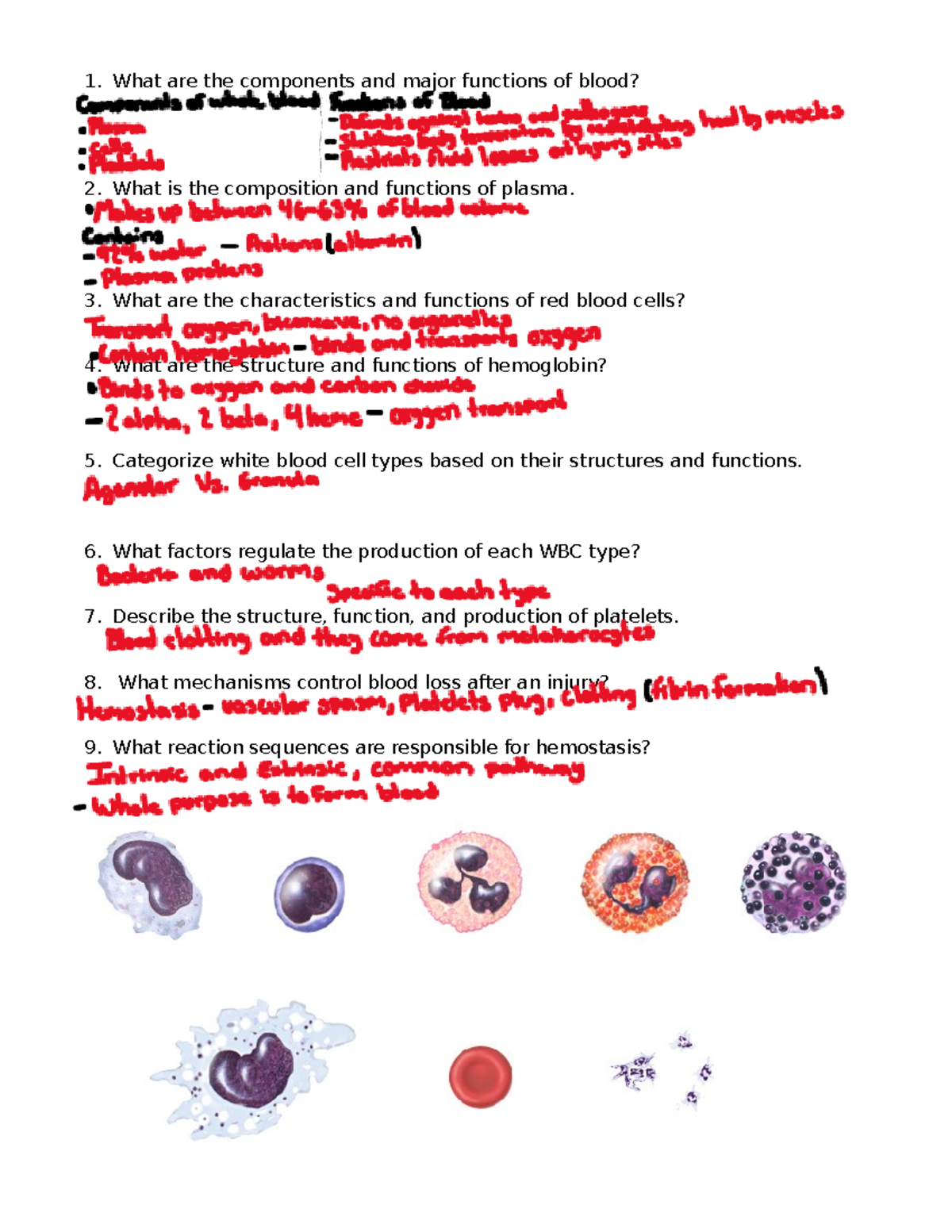 Components and Functions of Blood: A Comprehensive Overview - What are ...
