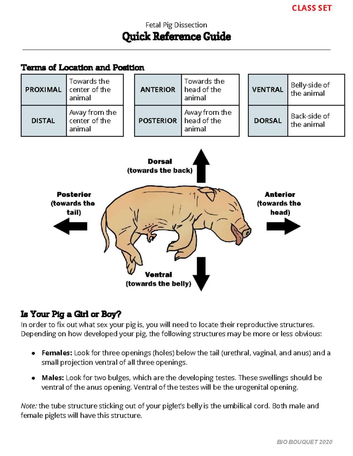 BIO BOUQUET 2020 Fetal Pig Dissection Quick Reference Guide - Studocu