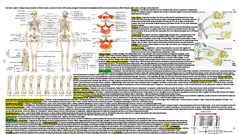Muscular, Skeletal, and Integumentary Systems Overview (BIO 206) - Studocu