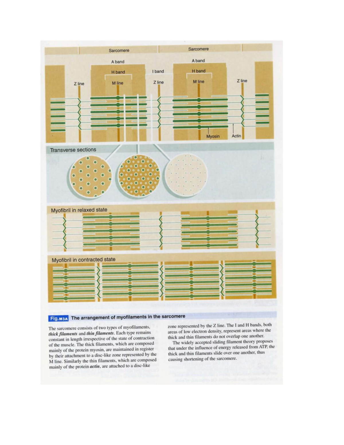 Muscle Regeneration & Structure: Neuromuscular Junction Insights ...