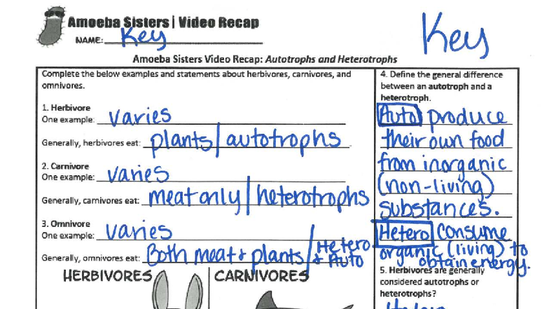 KEY - Amoeba Sisters Video Recap: Autotrophs vs Heterotrophs - Studocu