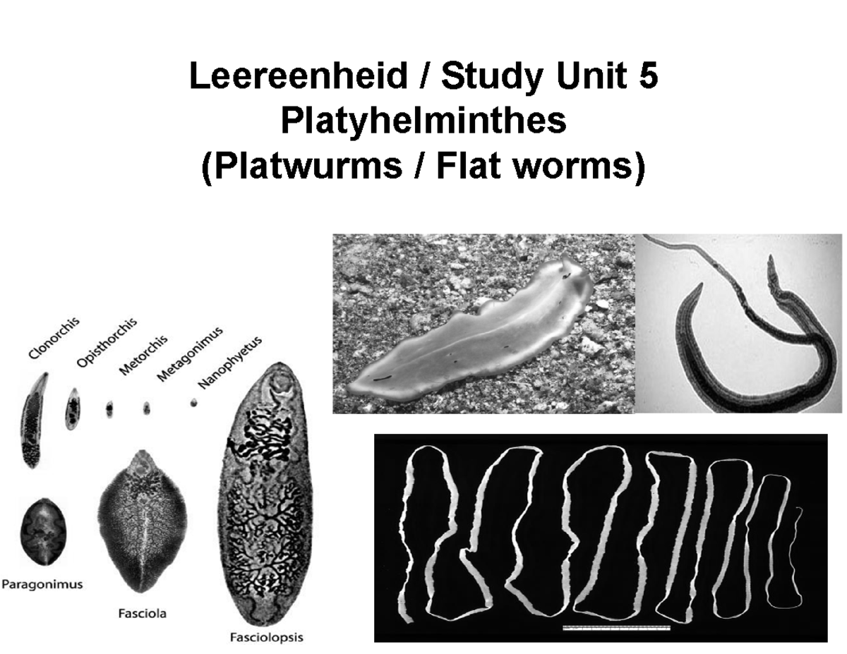 Platyhelminthes Overview: Characteristics and Classes of Flatworms ...