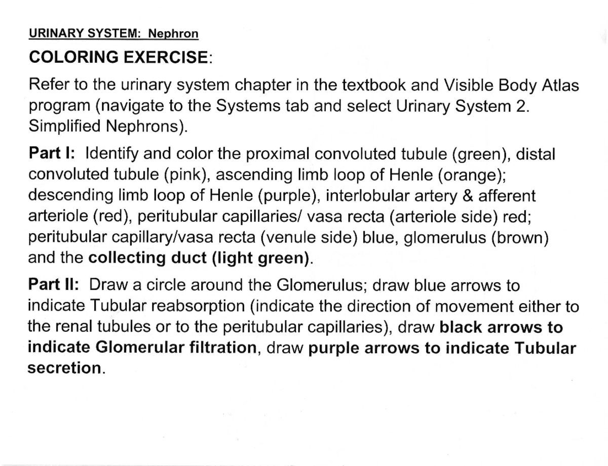 URINARY SYSTEM: Nephron Coloring Exercise & Diagram Guide - Studocu