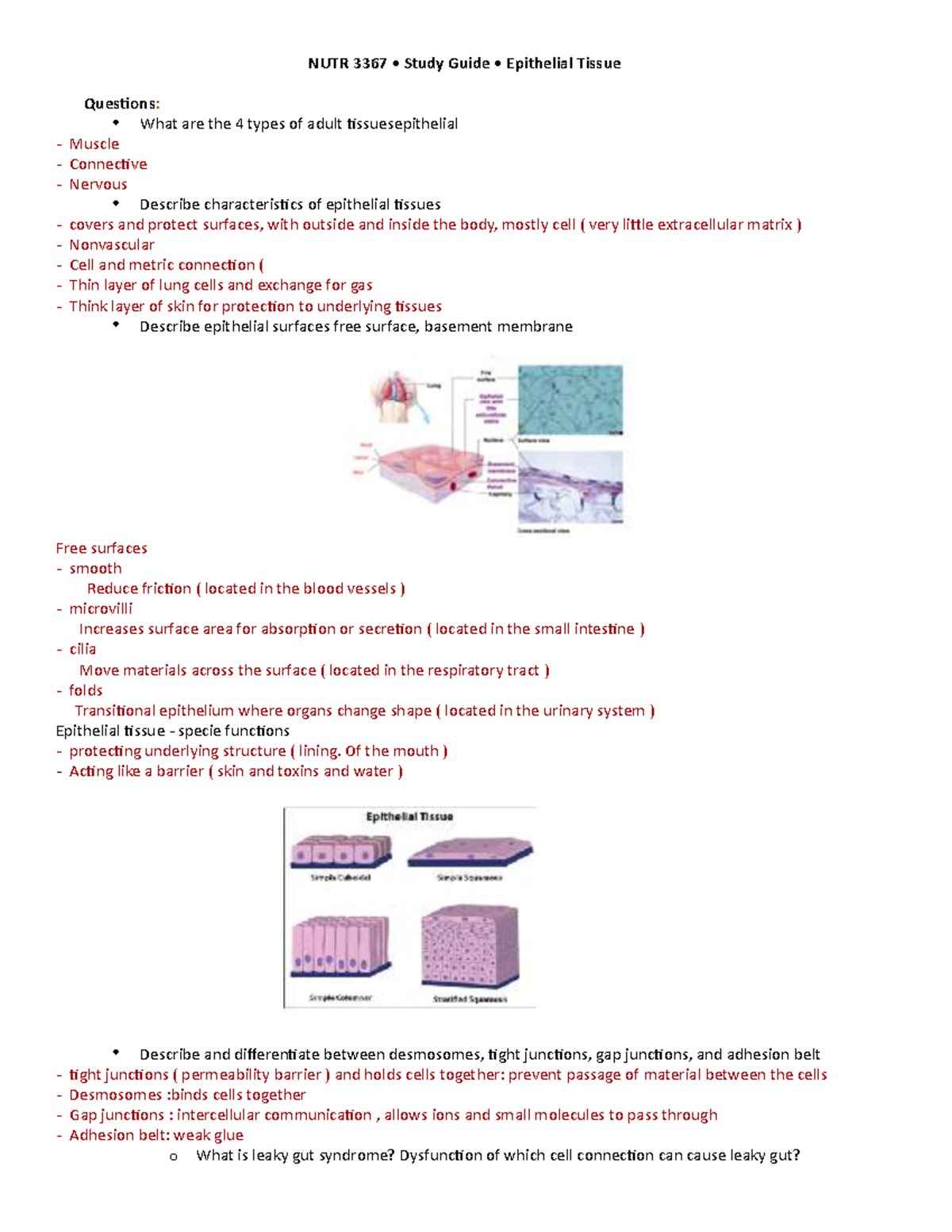 NUTR 3367 Study Guide: Epithelial & Connective Tissues Overview - Studocu
