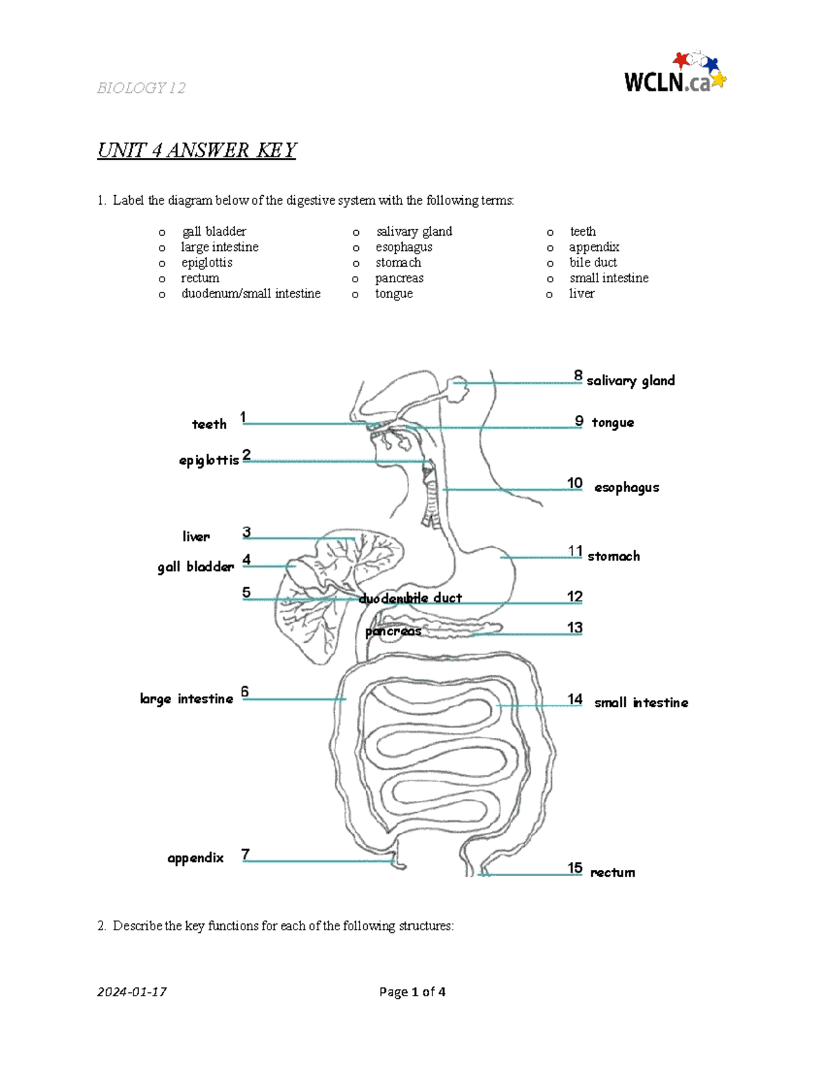 BI12 LG U04 - Digestive System Answer Key and Functions Overview - Studocu