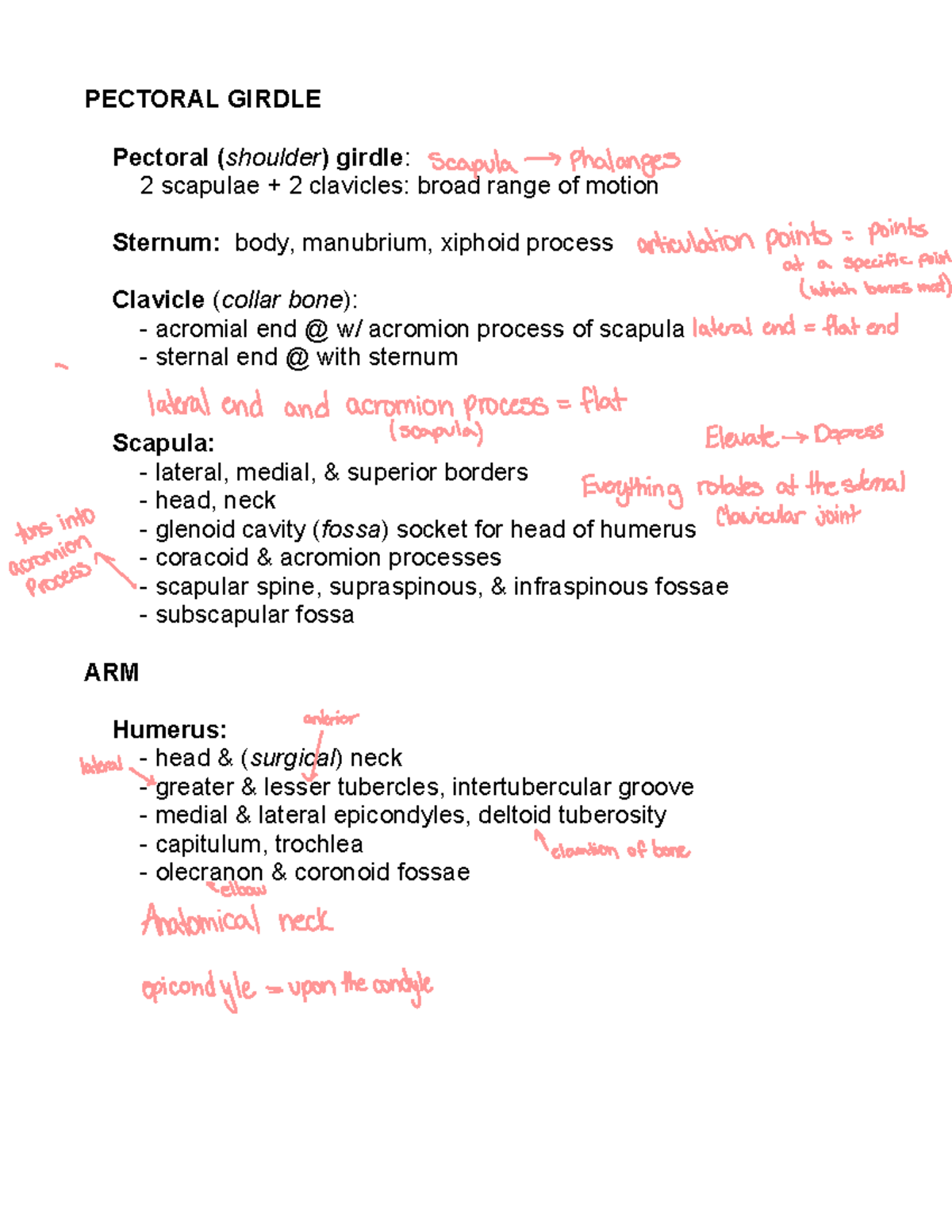 Axial Skeleton Overview: Structure & Function (BIOL 101) - Studocu