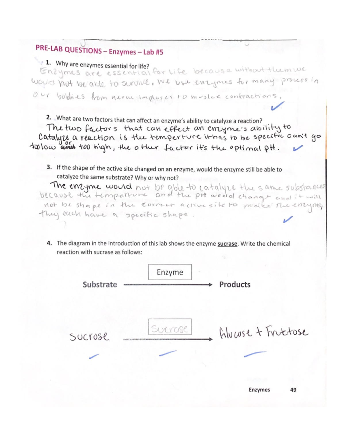 Enzymes Lab #5: Essential Questions & Data Analysis of Enzyme Reactions ...