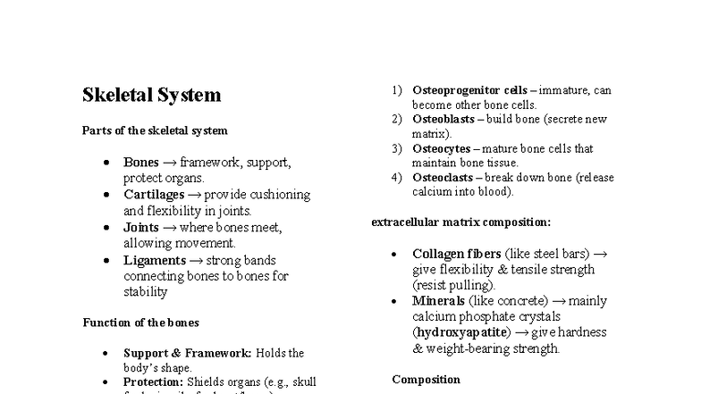 Skeletal System Overview: Key Concepts and Functions (BIO101) - Studocu