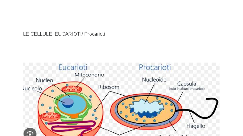 LE CELLULE PROCARIOTE: Struttura e Caratteristiche Principali - Studocu