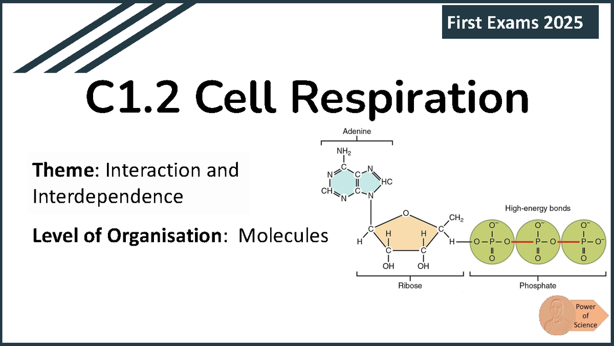 C1.2 Cell Respiration Study Notes for First Exams 2025 - Studocu