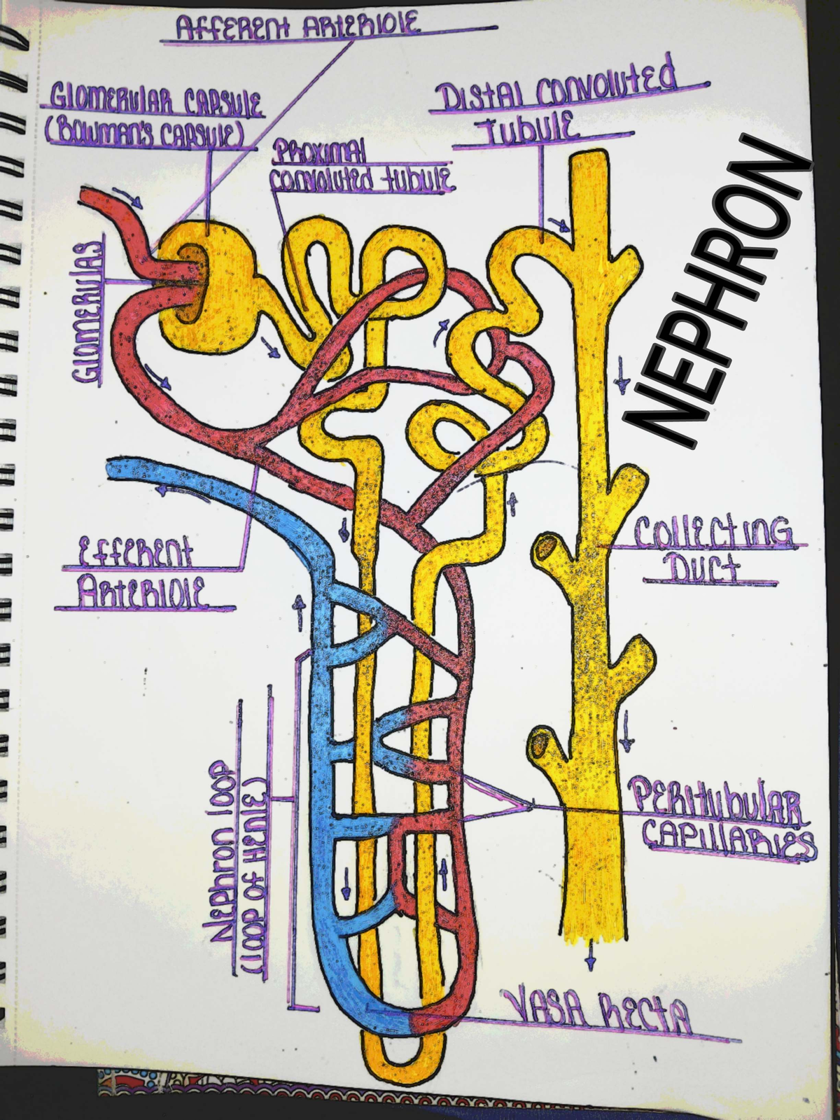 Mod04 Assignment: Overview of Nephron and Digestive System - Studocu