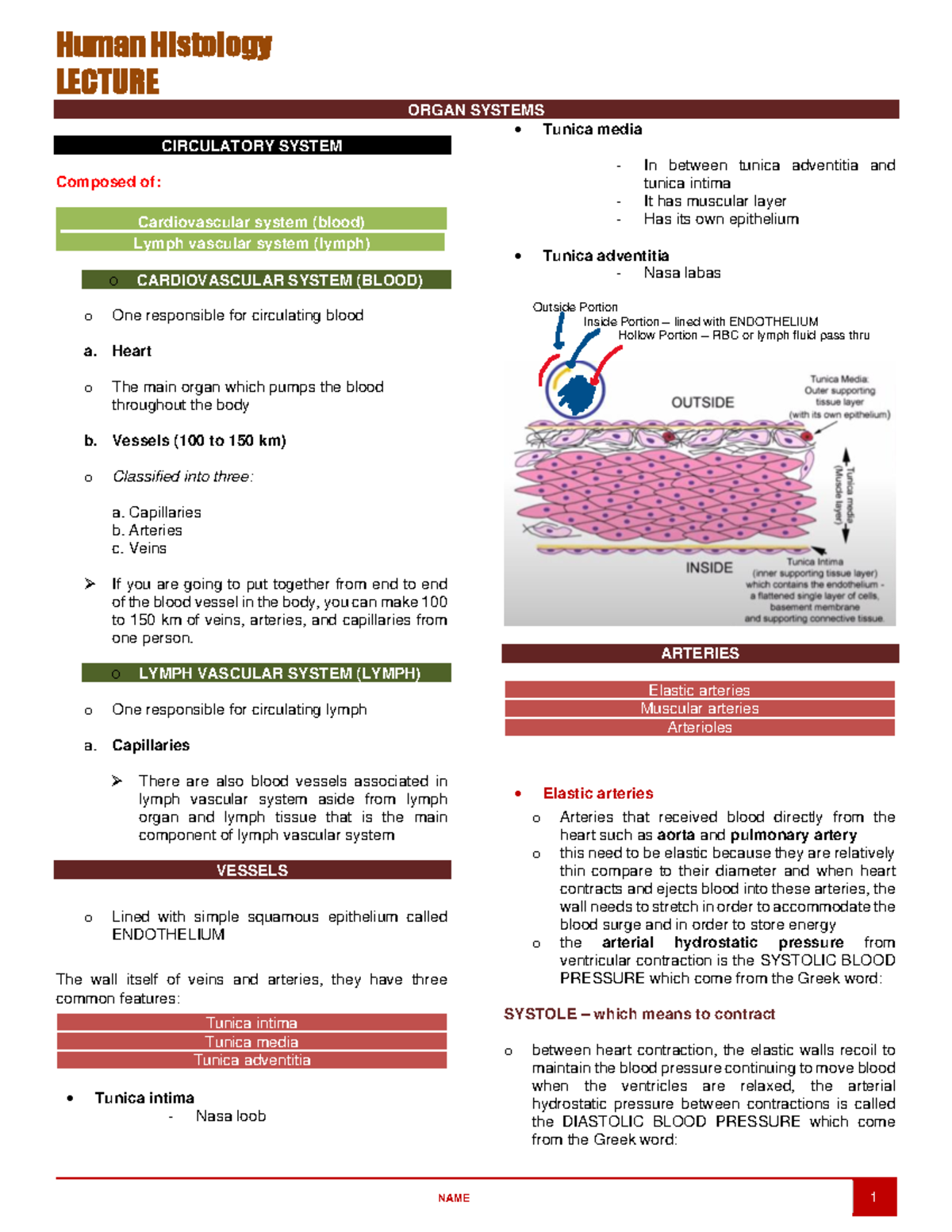 Human Histology LECTURE: Circulatory System Overview and Components - Studocu