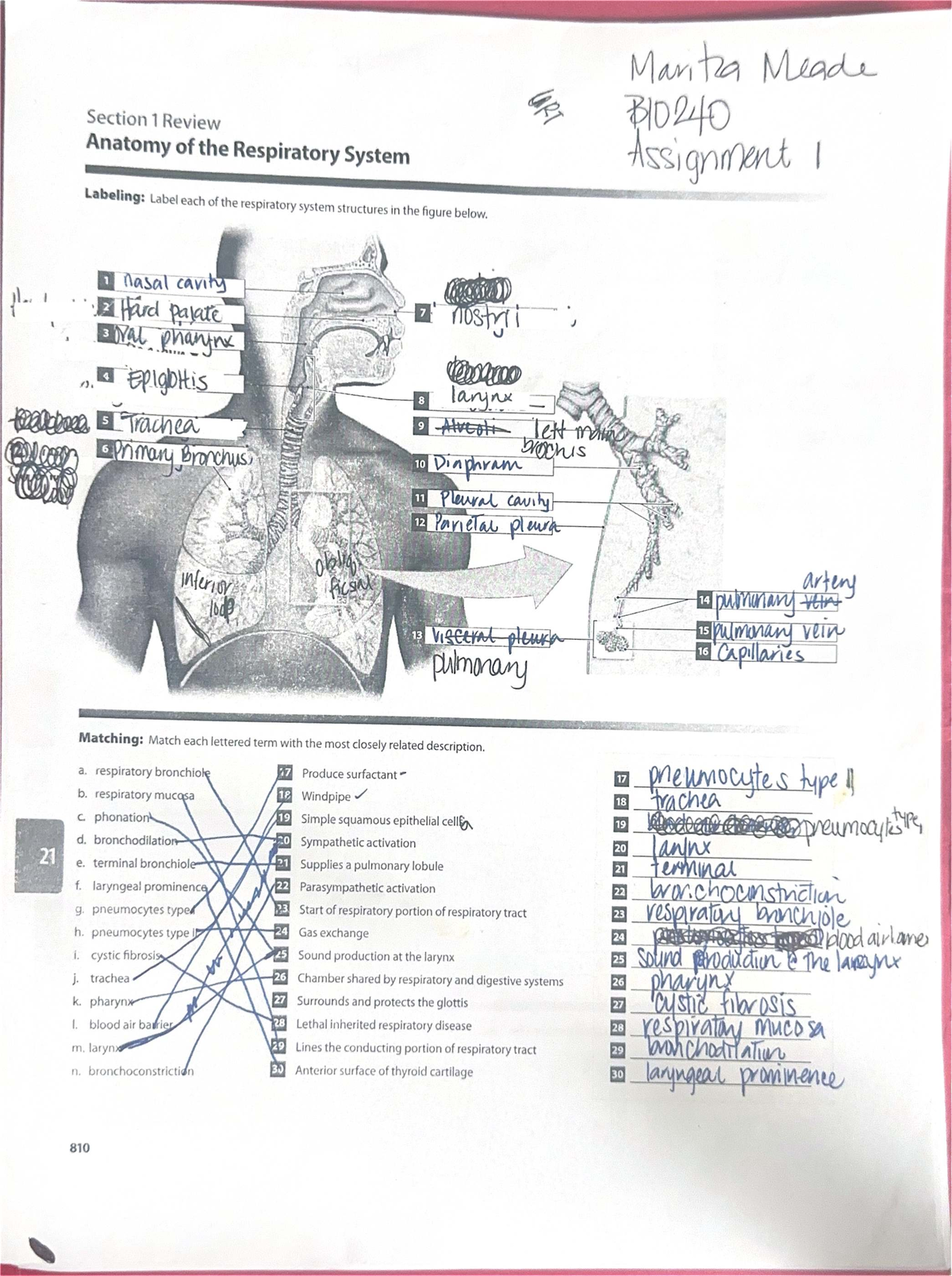 B10240 Anatomy of the Respiratory System Assignment I Review Guide ...