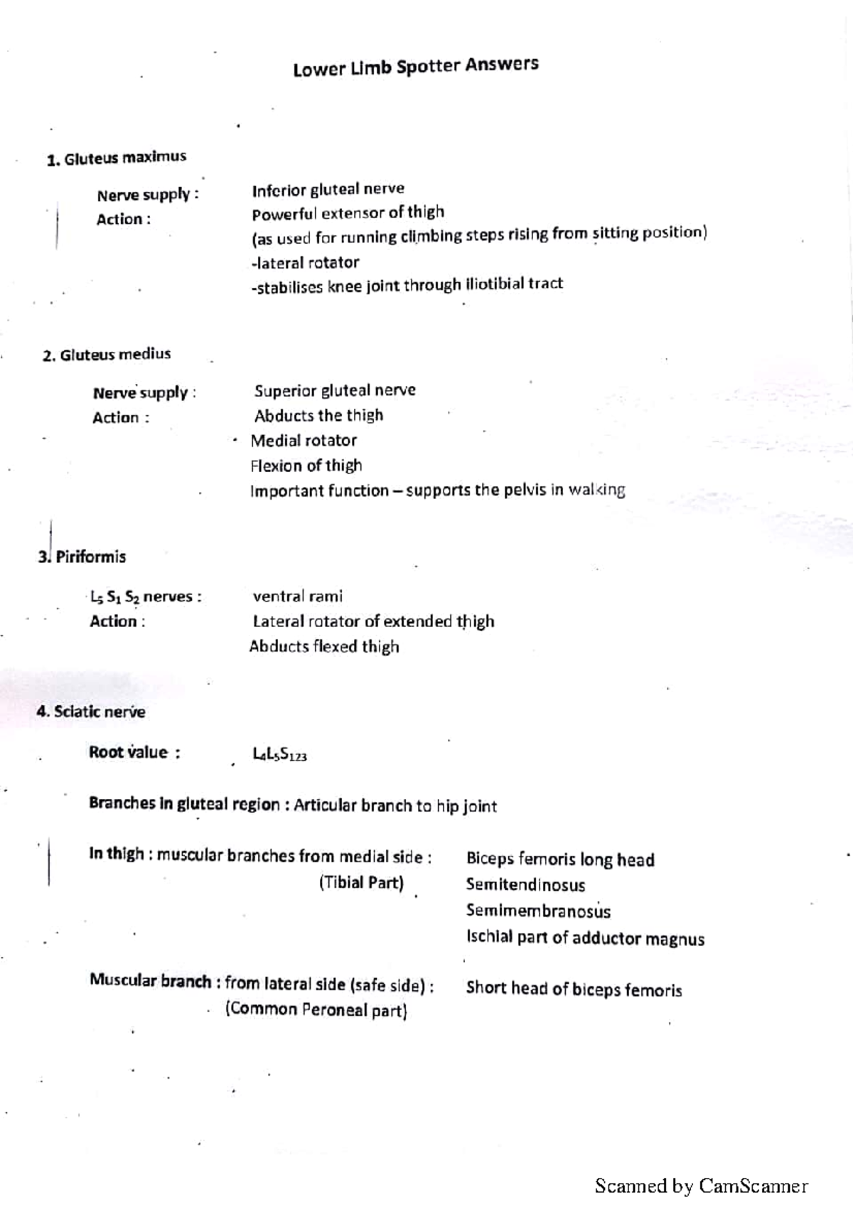 Lower Limb Spotter Notes - Anatomy & Clinical Relevance - Studocu