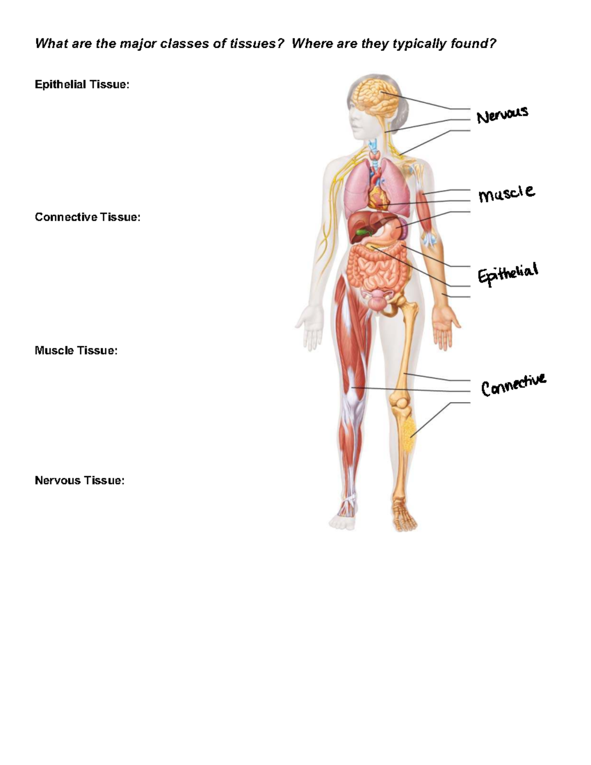 Anatomy and Physiology of Tissues: Types and Functions (BIO 101) - Studocu
