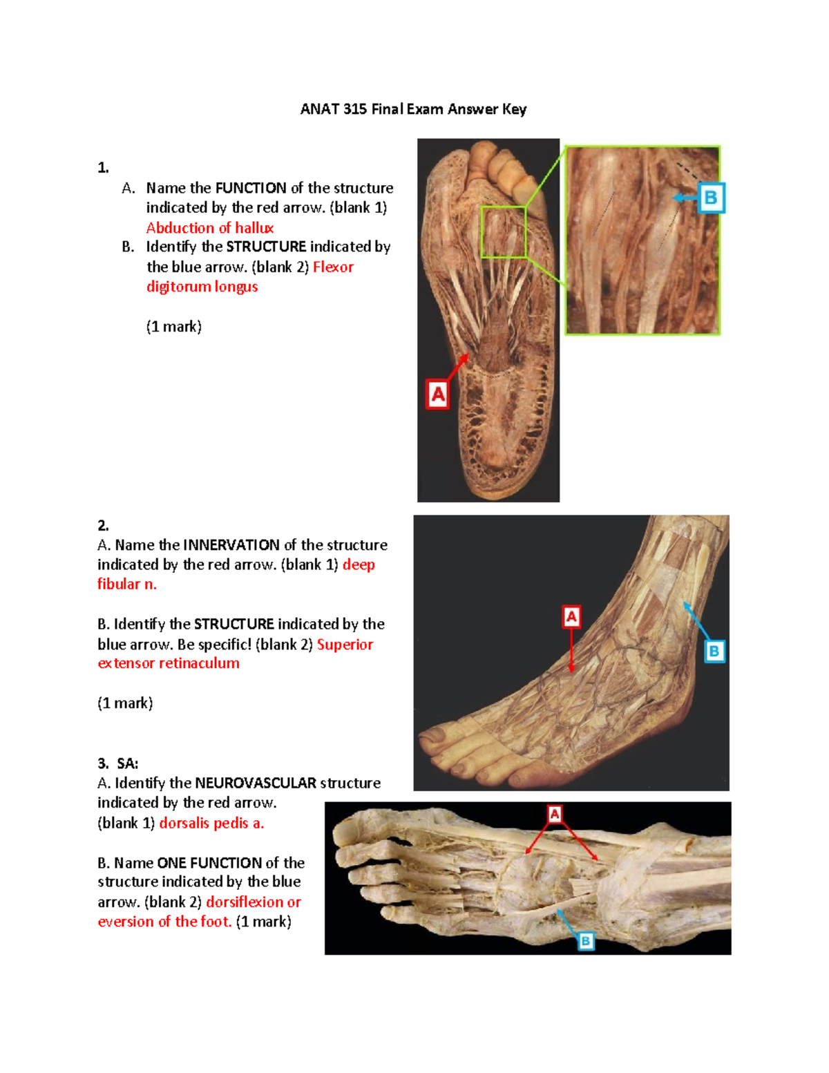 ANAT 315 Final Exam Answer Key: Comprehensive Review Guide - Studocu