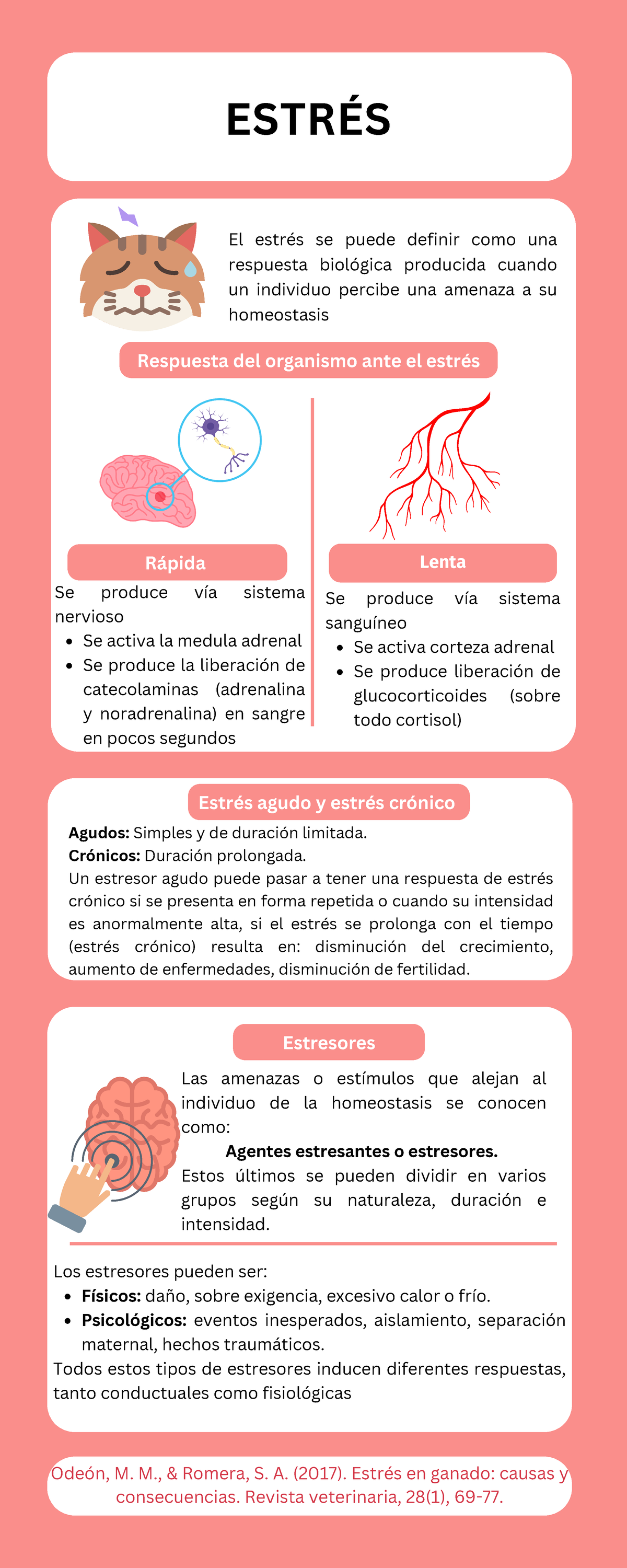 Infografía, estrés - Infografia - Respuesta del organismo ante el estrés Rápida Lenta Odeón, M ...