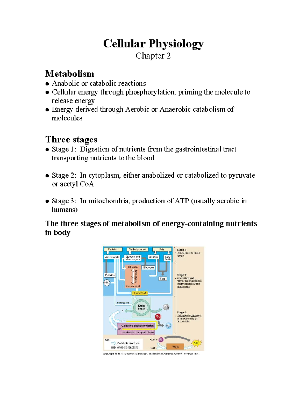 Cellular Metabolism & ATP Synthesis Mechanisms Study Guide (CH2B) - Studocu