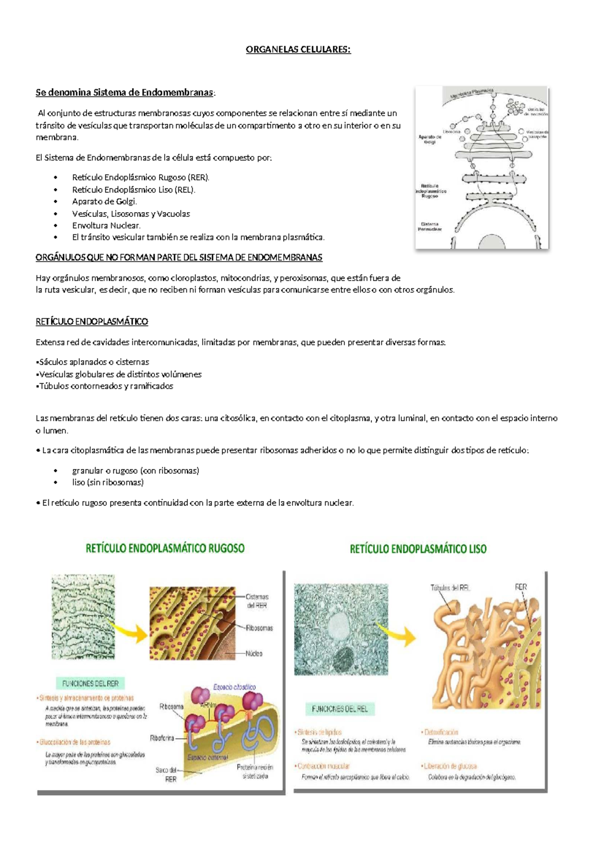 Sistema de Endomembranas y Organelas Celulares: Estructura y Función ...