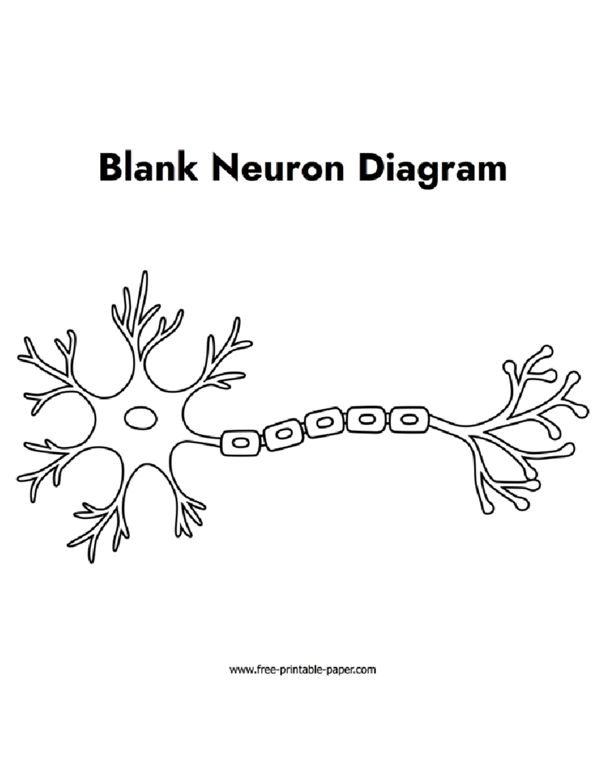 Neuron Diagram and Nervous Tissue Overview for Bio 101 - Studocu