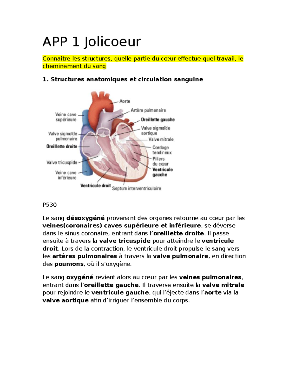APP 1 Jolicoeur - Anatomie et Circulation Sanguine du Cœur - Studocu