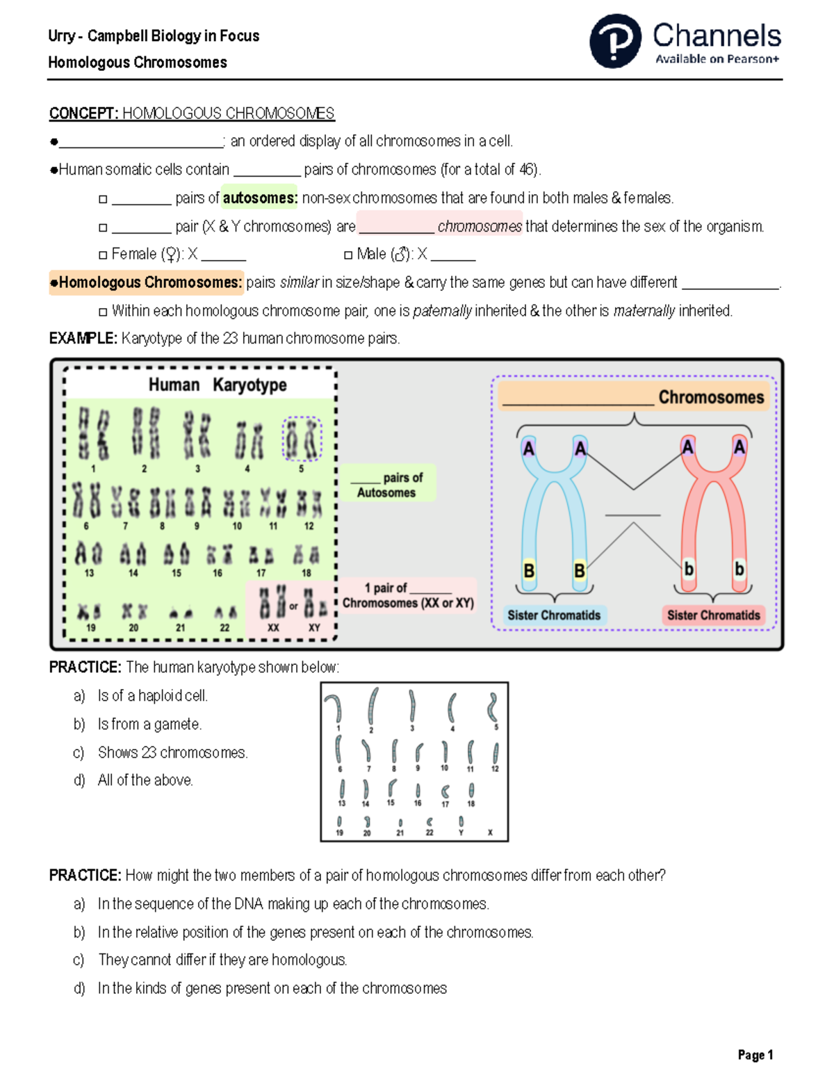 Homologous Chromosomes-worksheet - CONCEPT: HOMOLOGOUS CHROMOSOMES
