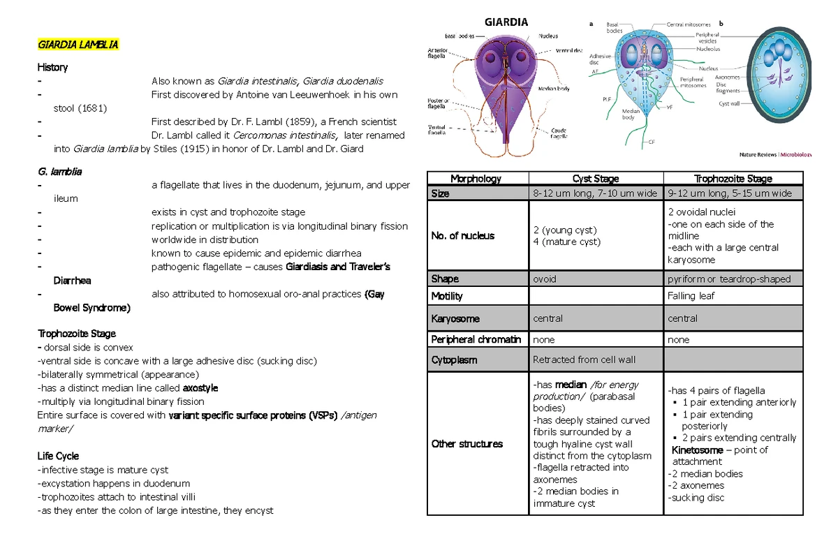 Heterophyes Heterophyes - PARASITOLOGY| FINALS TOPIC OUTLINE ...