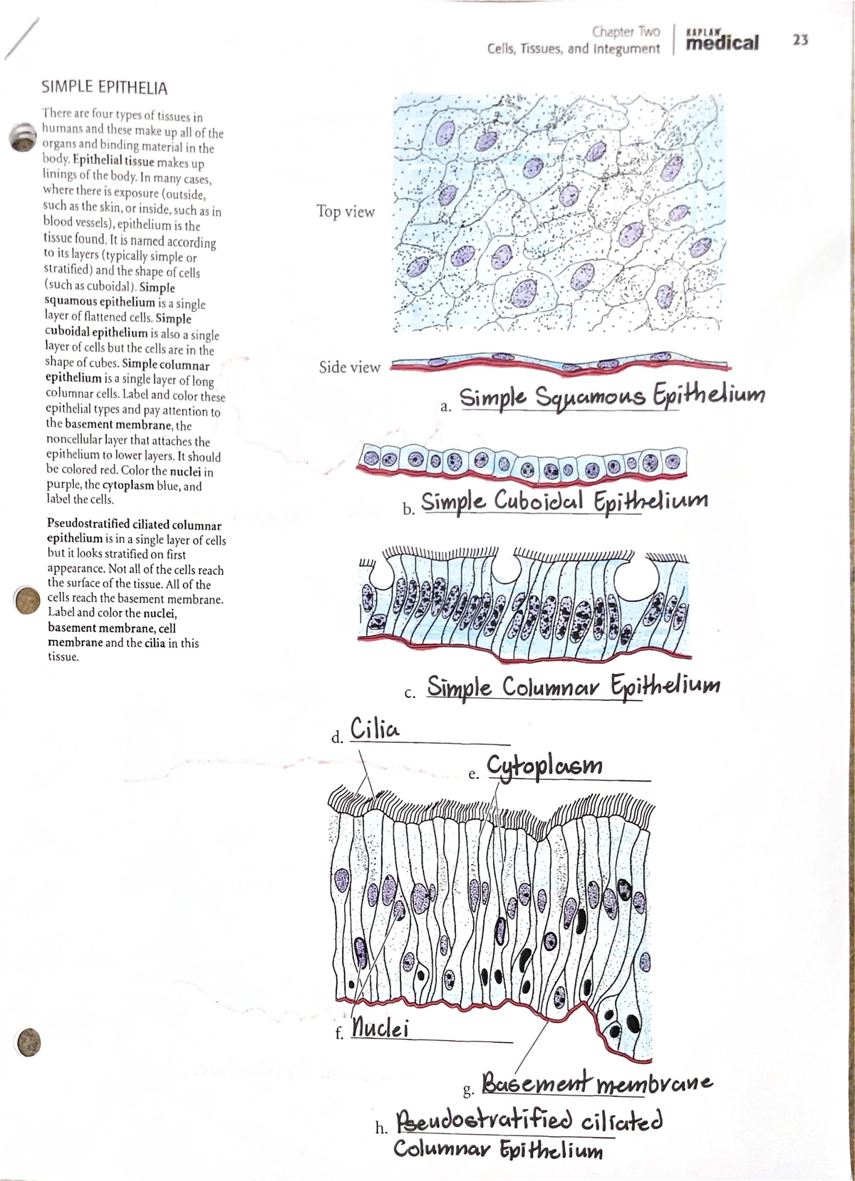 Chapter 2 KAPLAN Medical Cells, Tissues, and Integument: Simple ...