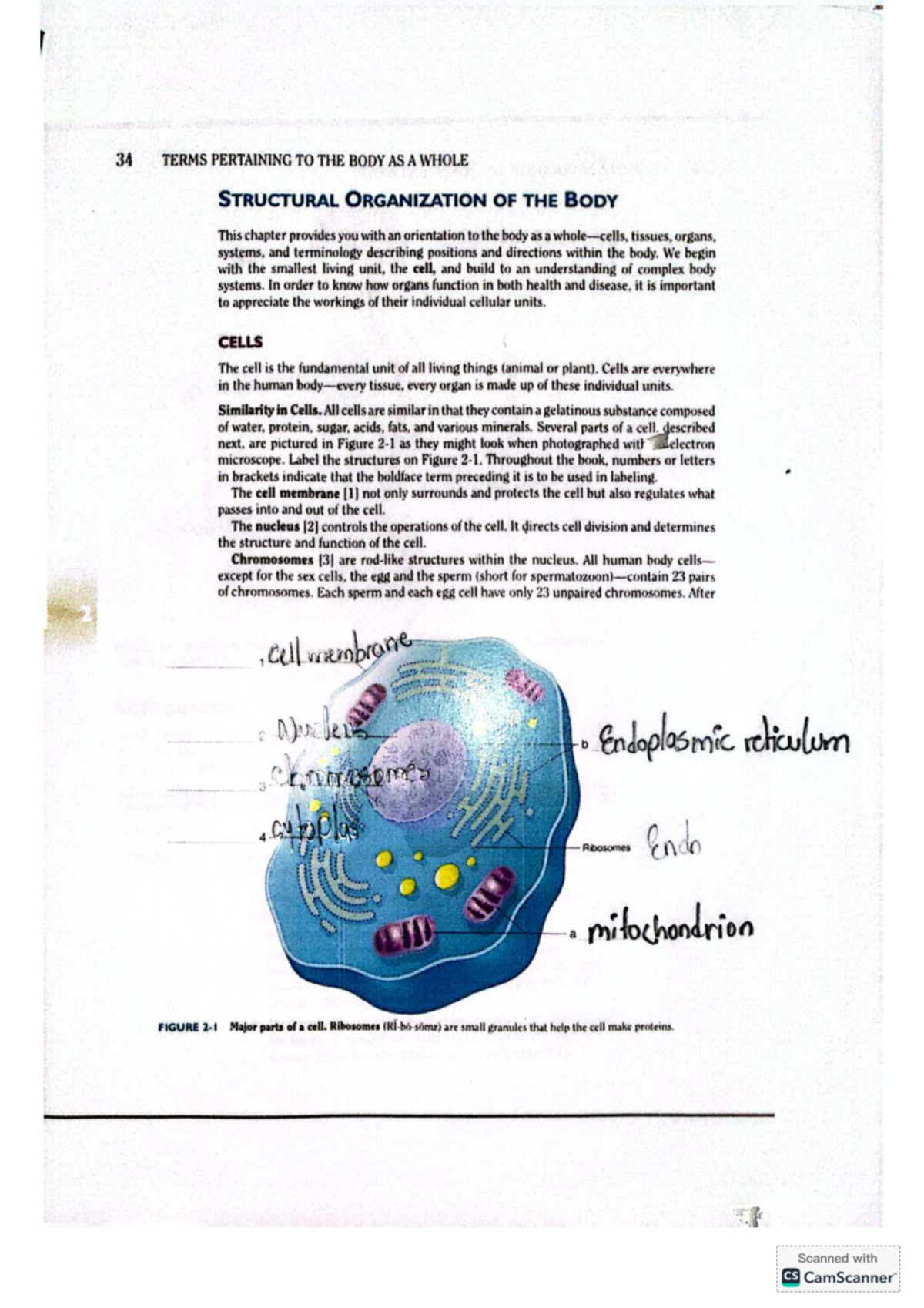 Chapter 2: Terms Related to Body Structure and Organization - Studocu