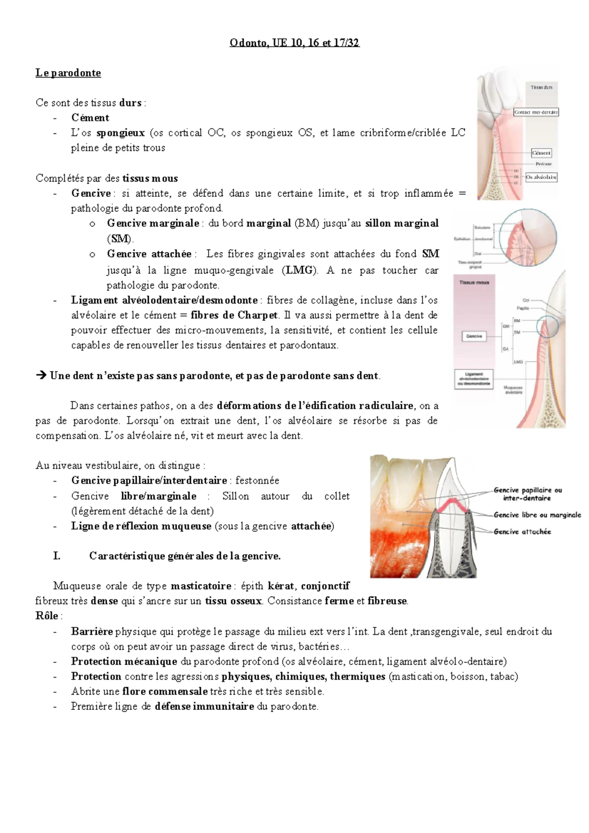 Ostéologie de la Face - anatomie des os de la face - Le squelette ...