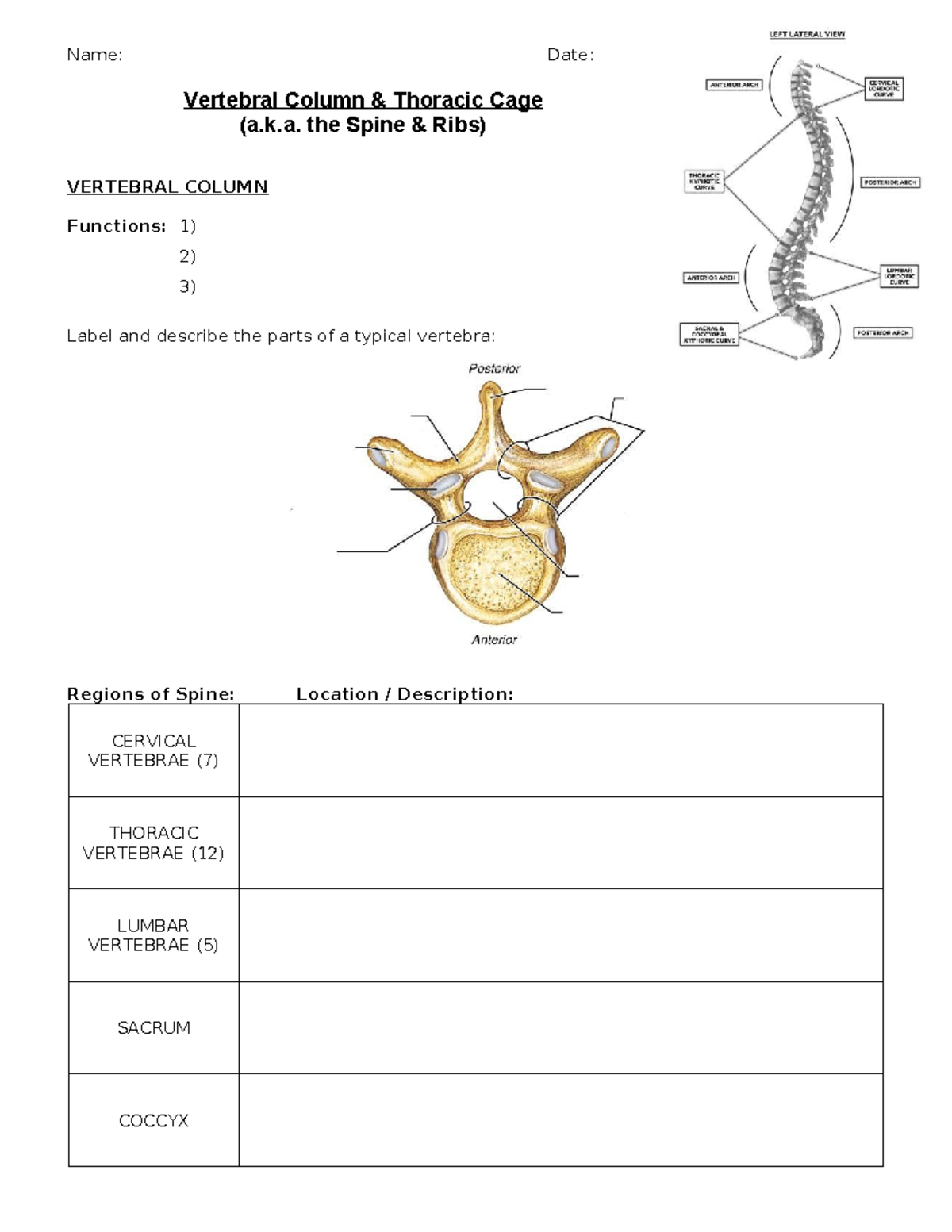 Spine & Ribcage notes - Students use marieb textbook to complete - Name ...
