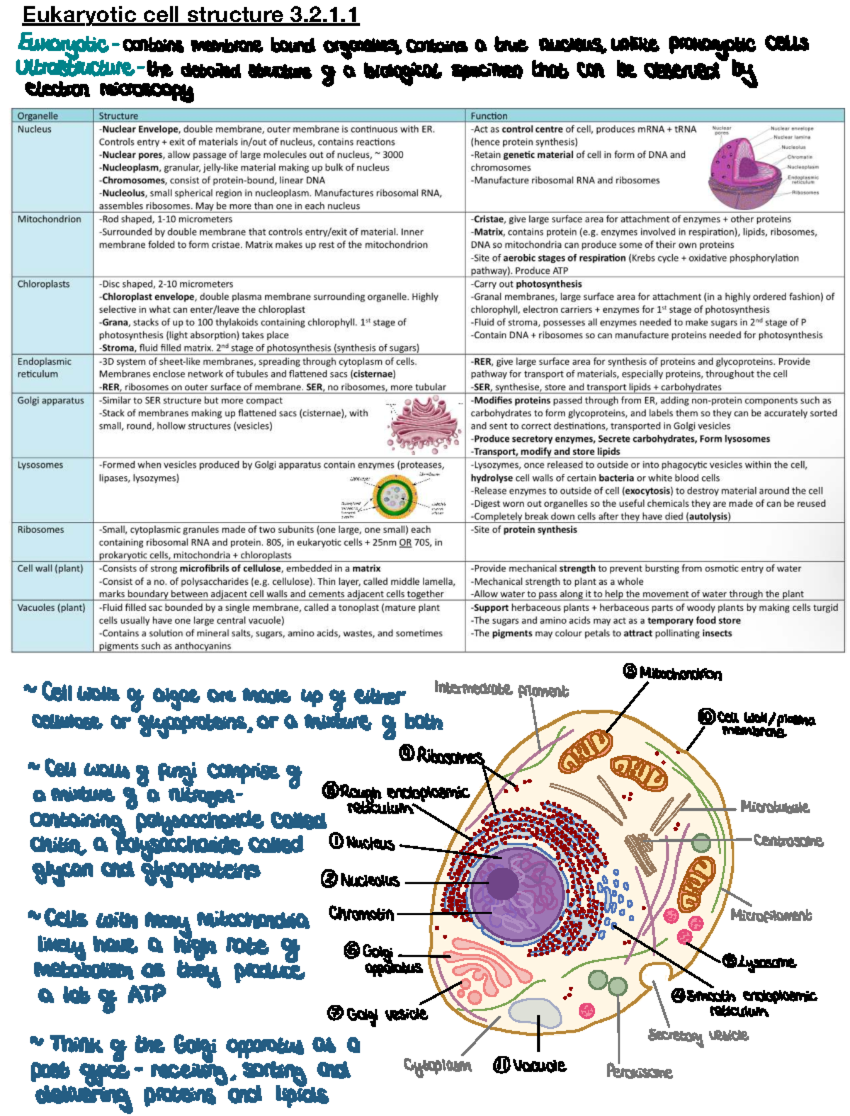 Eukaryotic cell structure 3.2 - 2. Eukaryotic containsmembranebound organellescontains a true ...