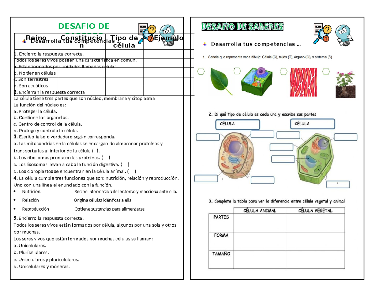Respuestas De La Hoja De Trabajo Sobre Células