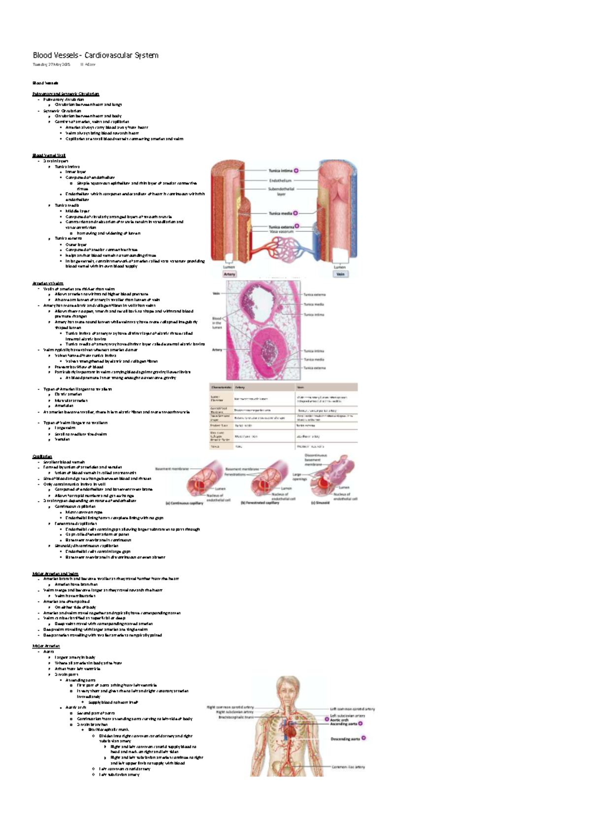 Blood Vessels in the Cardiovascular System - Overview and Functions ...