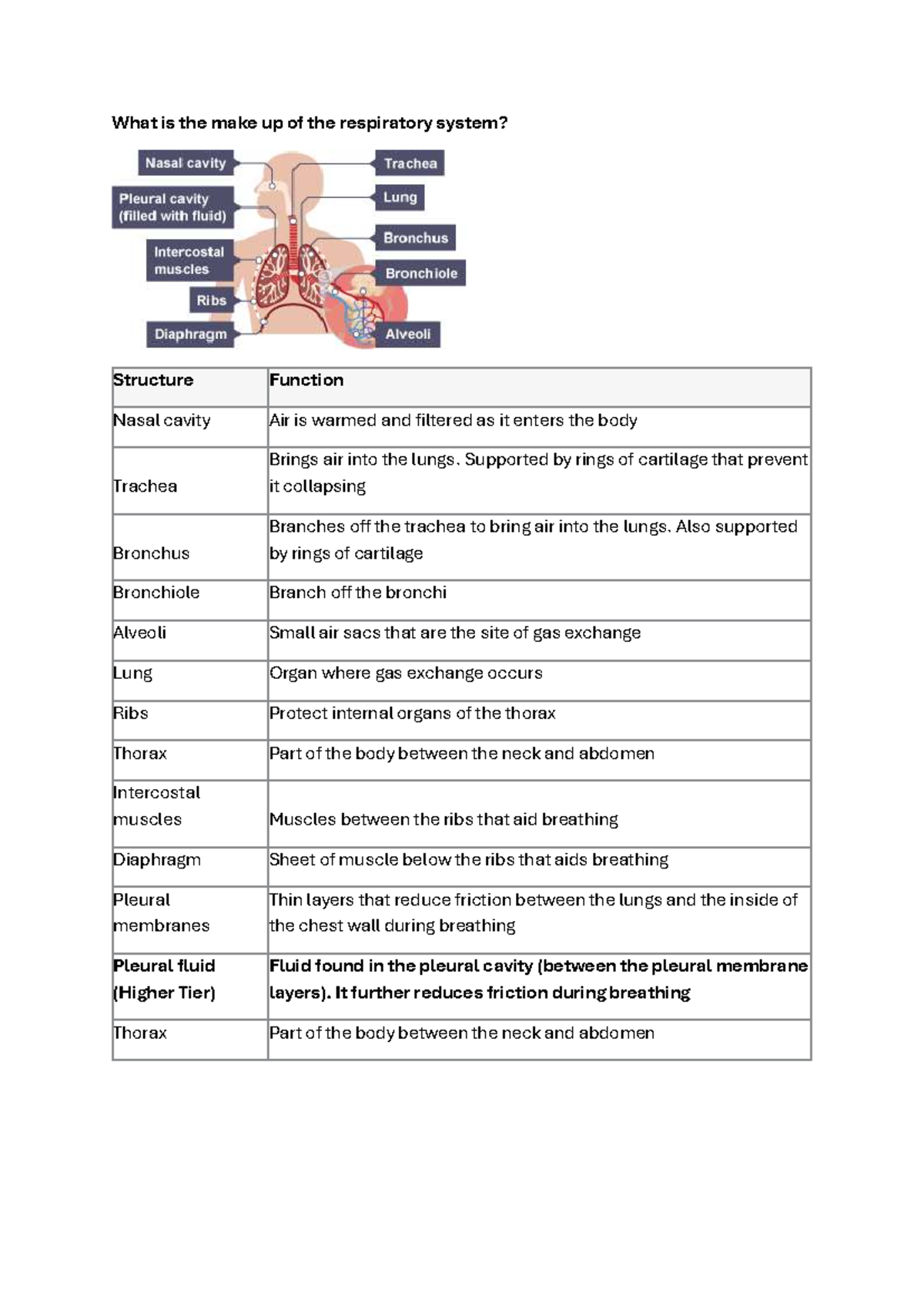 Respiration System Overview: Structure, Function & Adaptations - Studocu