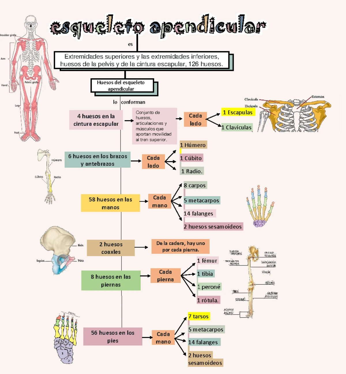 Anatomía Externa De Una Rata