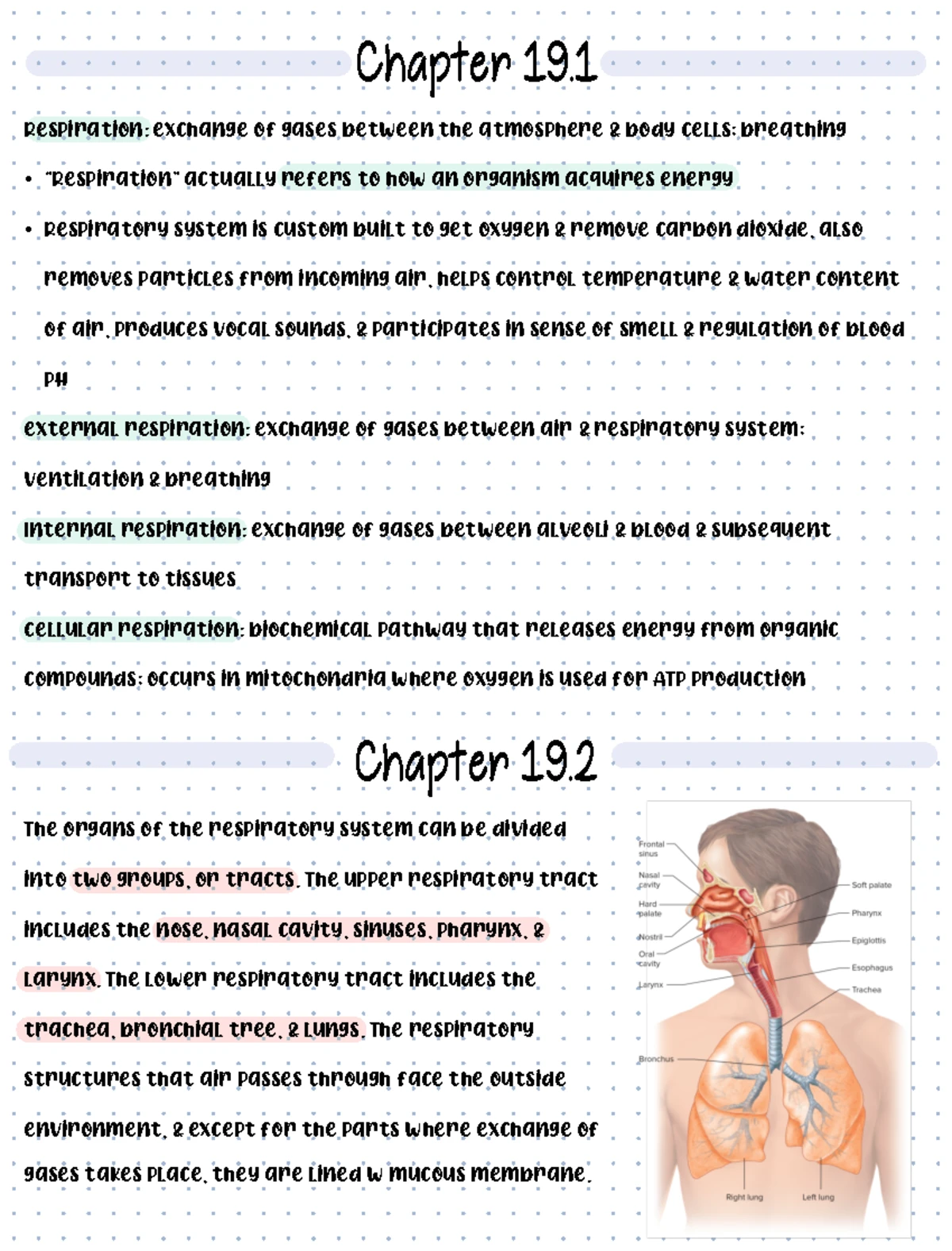 Comprehensive Study on Respiratory System Anatomy & Physiology - Studocu