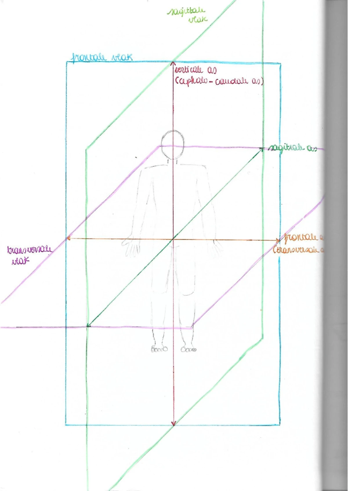 Anatomie Practicum 1 - De processus transversus heeft 3 uitsteeksels ...